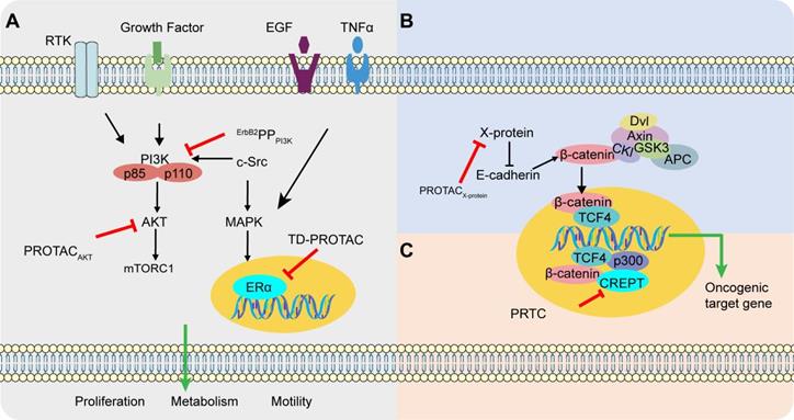 The peptide PROTAC modality: a novel strategy for targeted protein ...