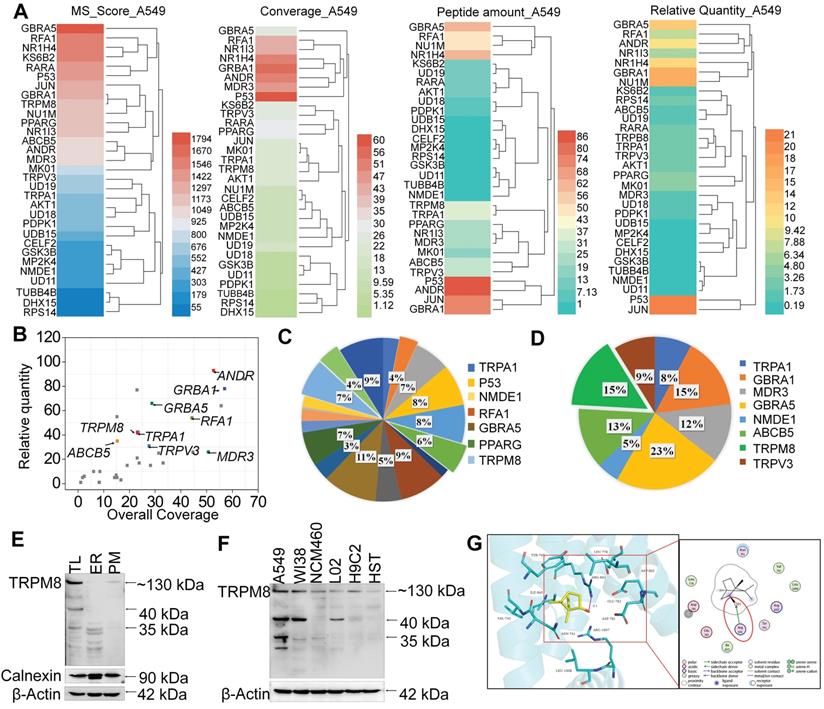 TRPM8-regulated calcium mobilization plays a critical role in ...