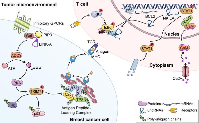 Managing therapeutic resistance in breast cancer: from the lncRNAs ...