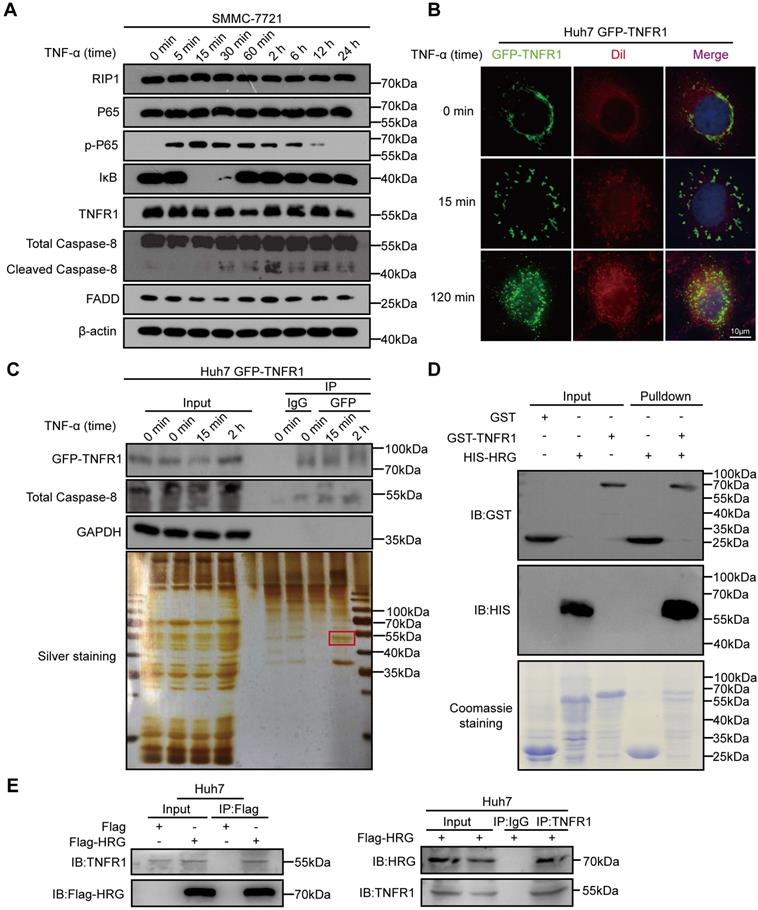 HRG switches TNFR1-mediated cell survival to apoptosis in ...