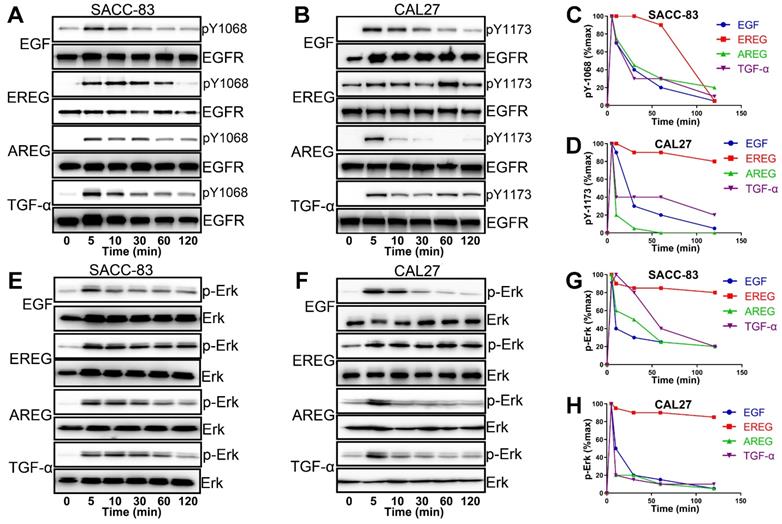 EREG-driven oncogenesis of Head and Neck Squamous Cell Carcinoma ...