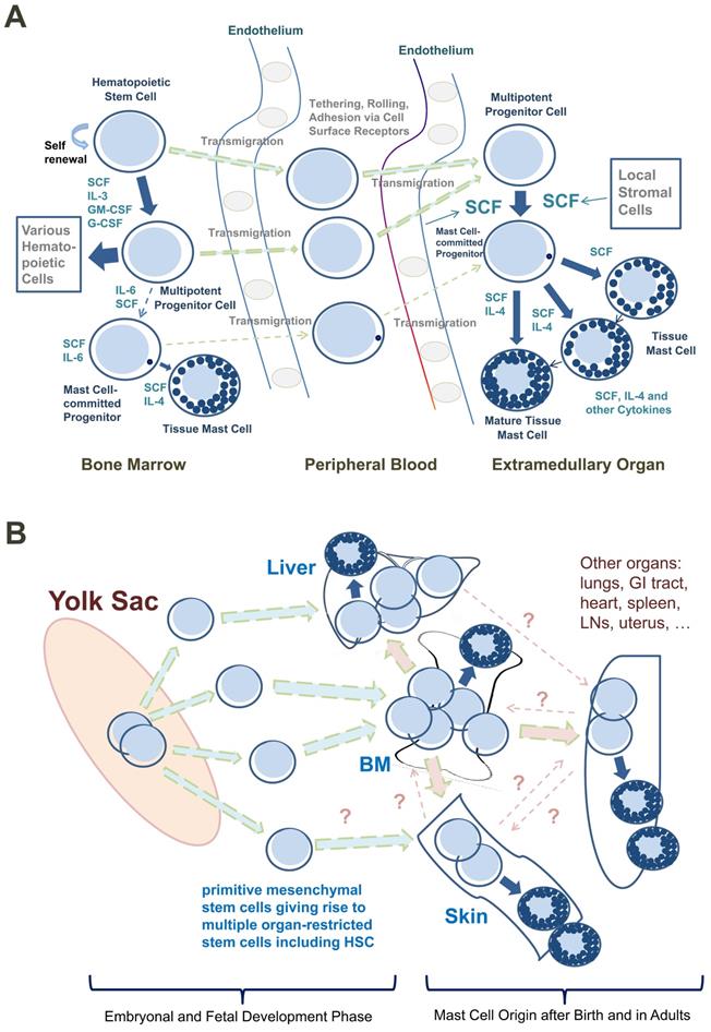Mast cells as a unique hematopoietic lineage and cell system: From Paul ...