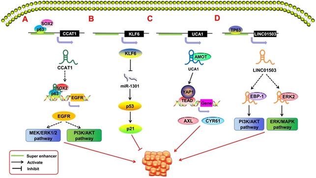 The emerging role of super enhancer-derived noncoding RNAs in human cancer