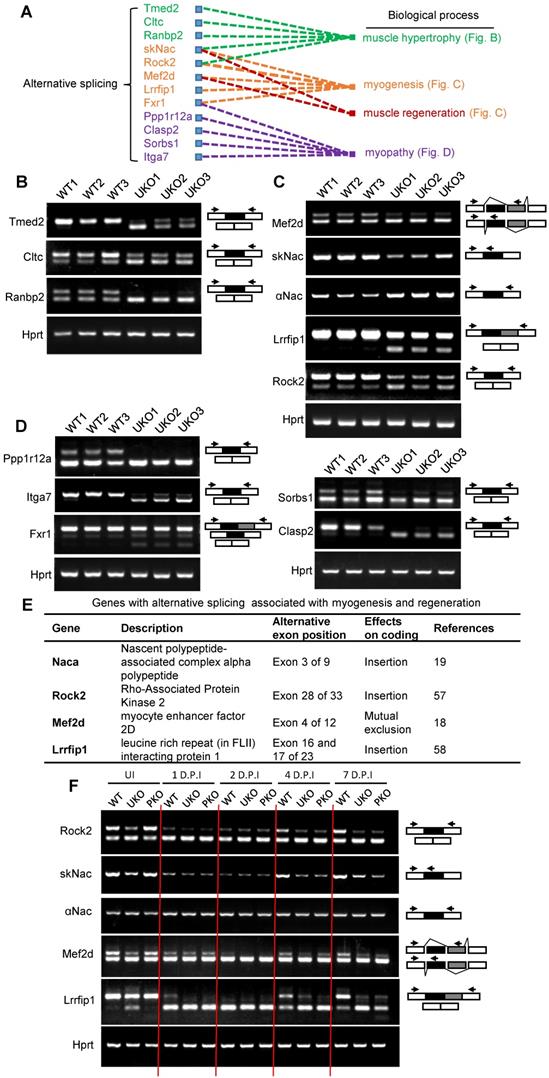 Rbm24 modulates adult skeletal muscle regeneration via regulation of ...