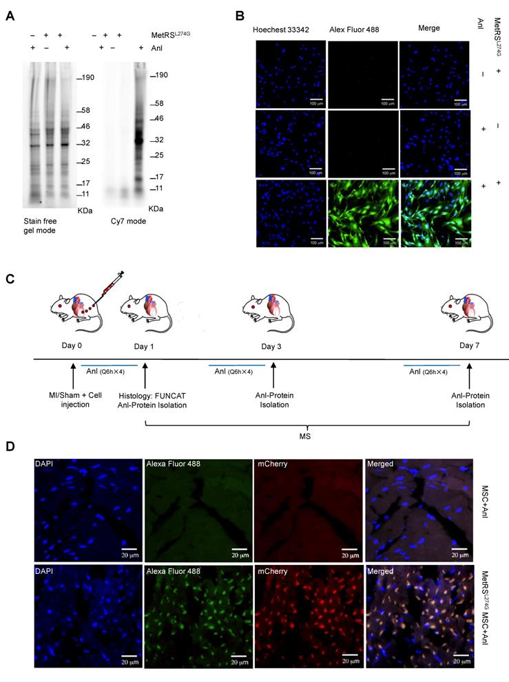 Analysis of mesenchymal stem cell proteomes in situ in the ischemic heart