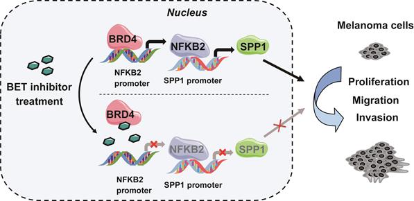 BET inhibitor suppresses melanoma progression via the noncanonical NF ...