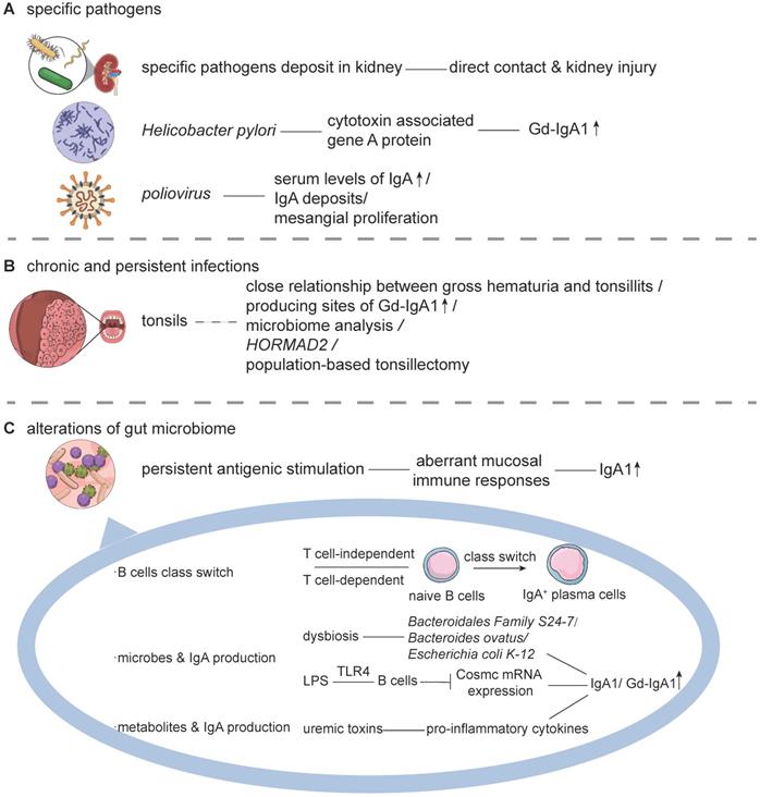 Perspectives on how mucosal immune responses, infections and gut ...