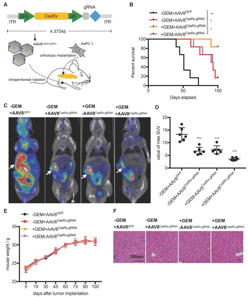 Precise and efficient silencing of mutant KrasG12D by CRISPR-CasRx ...