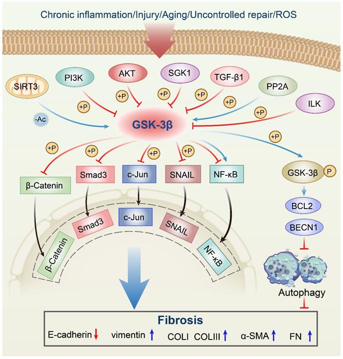 Glycogen synthase kinase-3β: a promising candidate in the fight against ...