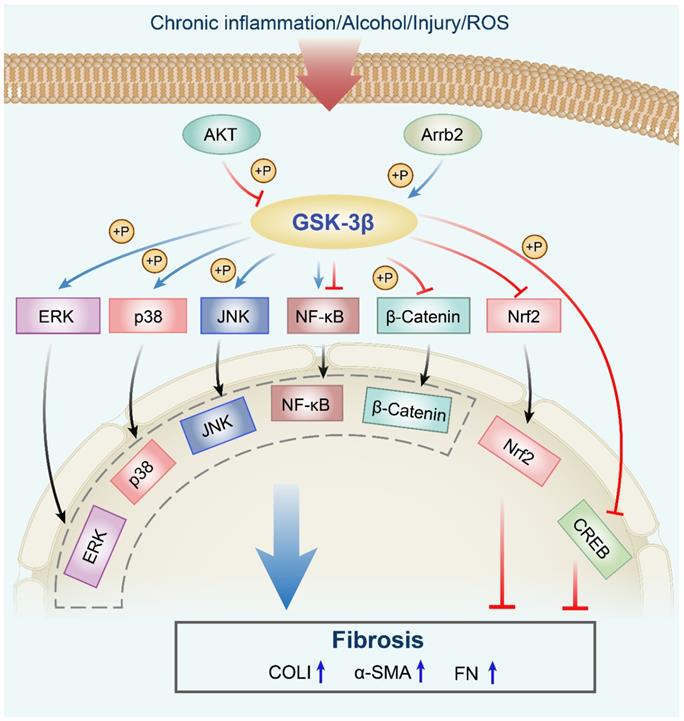 Glycogen synthase kinase-3β: a promising candidate in the fight against ...