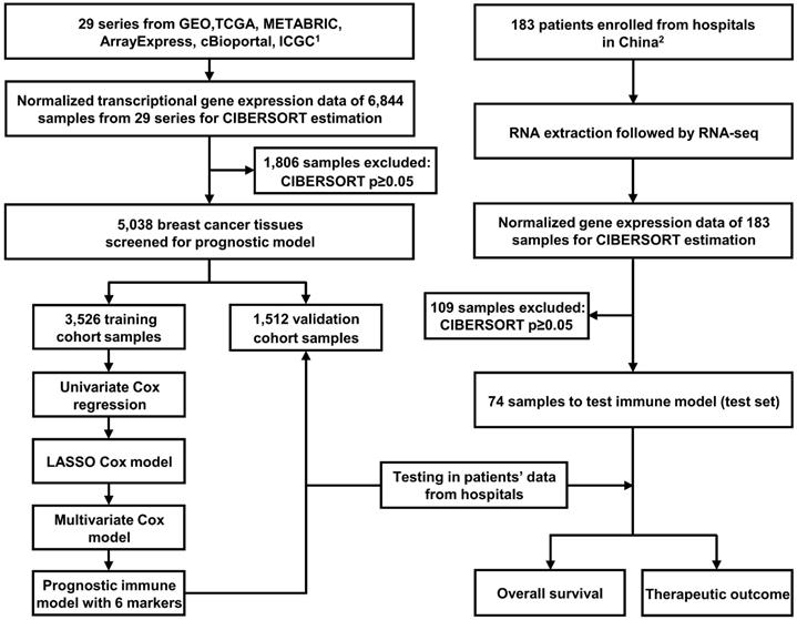 An immune cell infiltration-based immune score model predicts prognosis ...