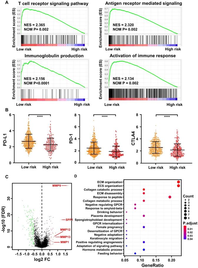 An immune cell infiltration-based immune score model predicts prognosis ...