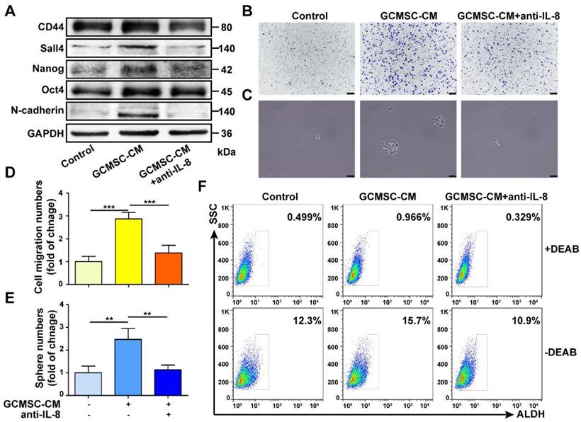 Gastric cancer mesenchymal stem cells regulate PD-L1-CTCF enhancing ...