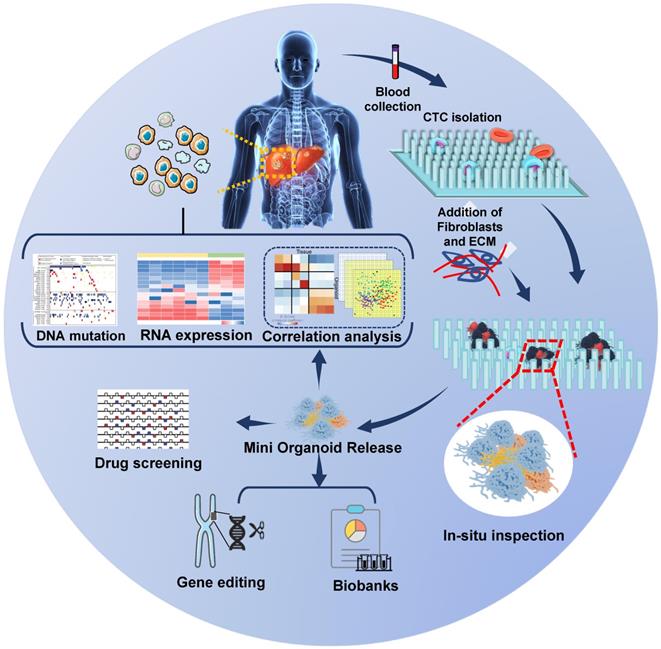 Circulating tumor cells in hepatocellular carcinoma: single-cell based analysis, preclinical ...