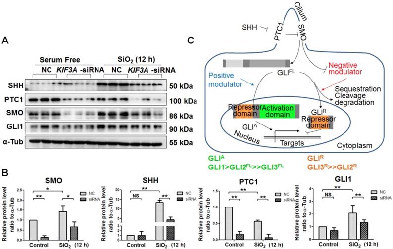 Silica Perturbs Primary Cilia and Causes Myofibroblast Differentiation ...