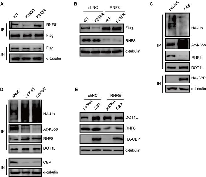 CBP mediated DOT1L acetylation confers DOT1L stability and promotes ...