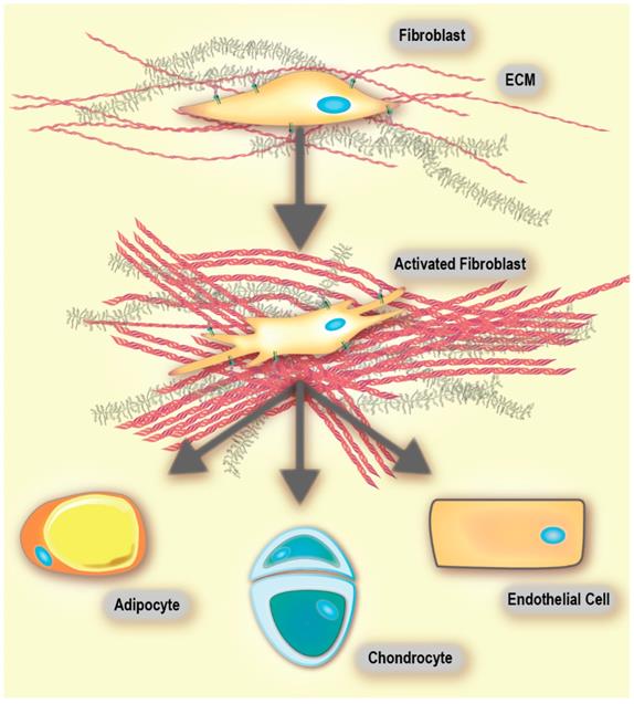 Towards extracellular matrix normalization for improved treatment of ...