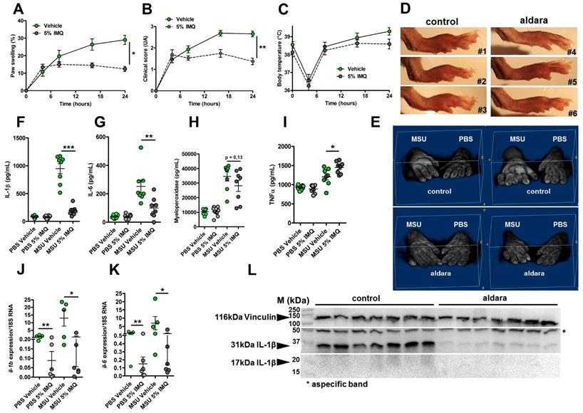 A mouse model of MSU-induced acute inflammation in vivo suggests ...