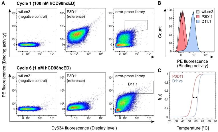 Development of a high affinity Anticalin® directed against human CD98hc ...