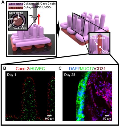 An intestinal model with a finger-like villus structure fabricated ...