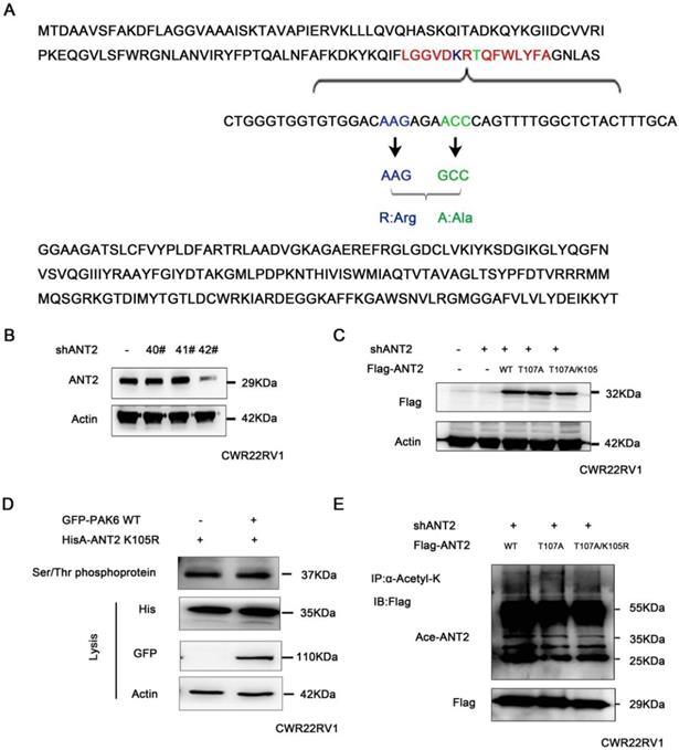 Mitochondrial PAK6 inhibits prostate cancer cell apoptosis via the PAK6 ...