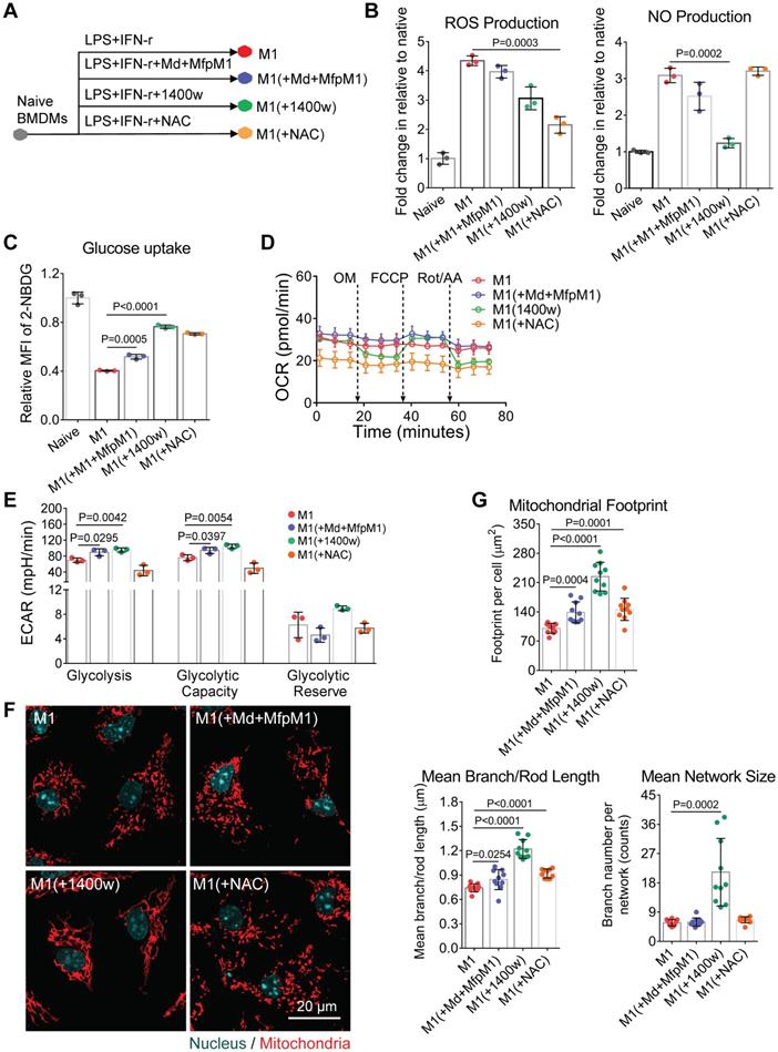 Imaging of macrophage mitochondria dynamics in vivo reveals cellular ...
