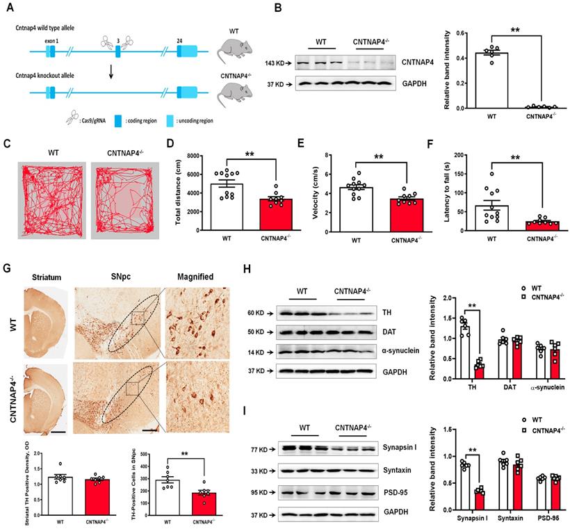 CNTNAP4 deficiency in dopaminergic neurons initiates parkinsonian ...