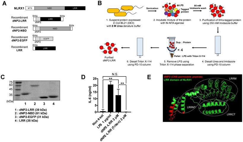 LRR domain of NLRX1 protein delivery by dNP2 inhibits T cell functions ...