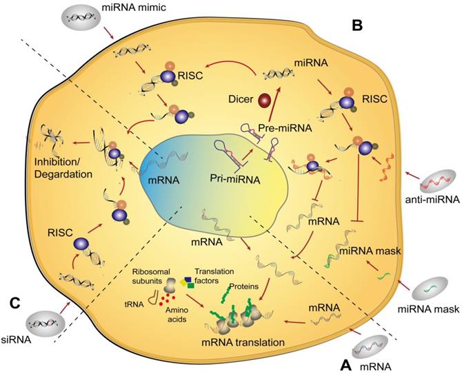 RNA-based scaffolds for bone regeneration: application and mechanisms ...