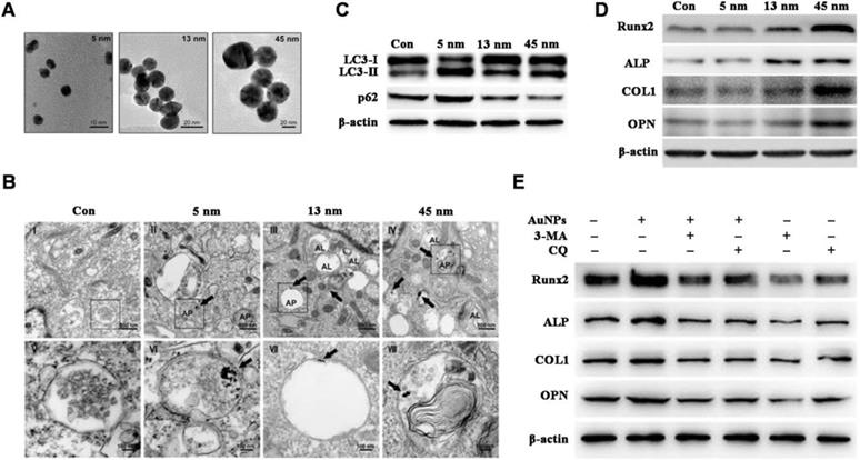 Autophagy Modulated by Inorganic Nanomaterials