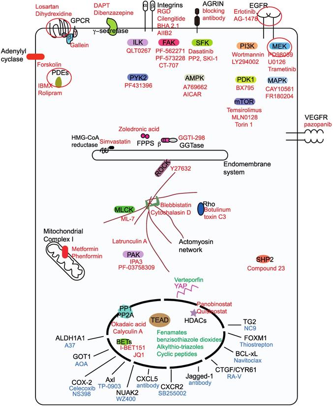A combat with the YAP/TAZ-TEAD oncoproteins for cancer therapy