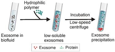 Progress, opportunity, and perspective on exosome isolation - efforts ...
