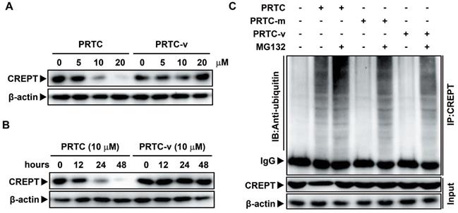 A cell-permeable peptide-based PROTAC against the oncoprotein CREPT ...