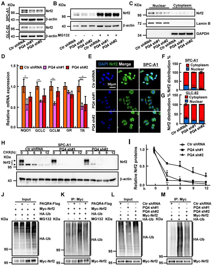 PAQR4 promotes chemoresistance in non-small cell lung cancer through ...
