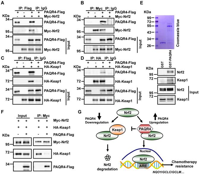 PAQR4 promotes chemoresistance in non-small cell lung cancer through ...