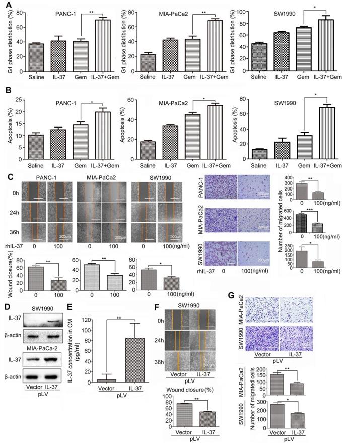 IL-37/ STAT3/ HIF-1α negative feedback signaling drives gemcitabine ...