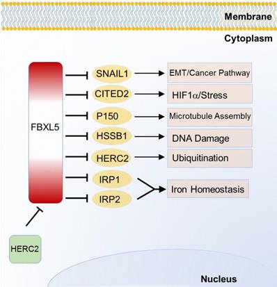 F-box proteins and cancer: an update from functional and regulatory ...
