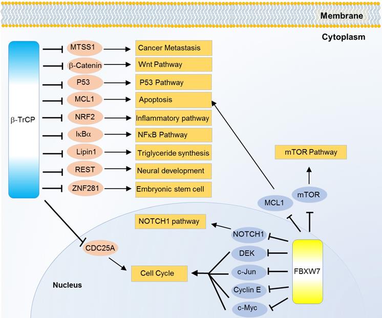 F-box proteins and cancer: an update from functional and regulatory ...