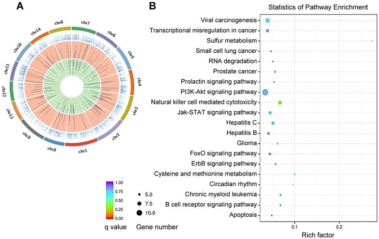 Targeting REV-ERBα for therapeutic purposes: promises and challenges