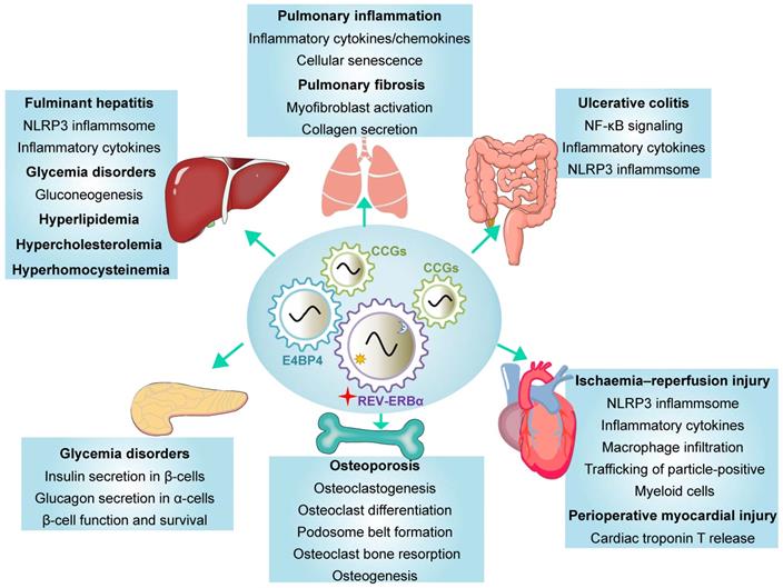 Targeting REV-ERBα for therapeutic purposes: promises and challenges