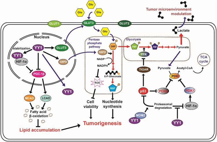 The biological implications of Yin Yang 1 in the hallmarks of cancer