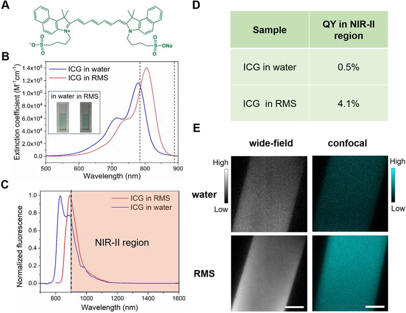 NIR-II fluorescence microscopic imaging of cortical vasculature in non ...