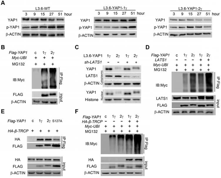 The WW domains dictate isoform-specific regulation of YAP1 stability ...