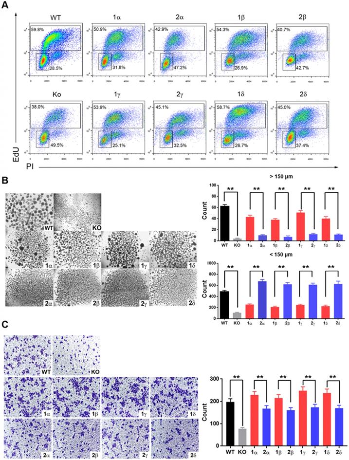 The WW domains dictate isoform-specific regulation of YAP1 stability ...