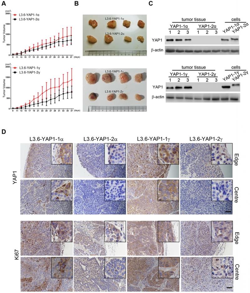 The WW domains dictate isoform-specific regulation of YAP1 stability ...
