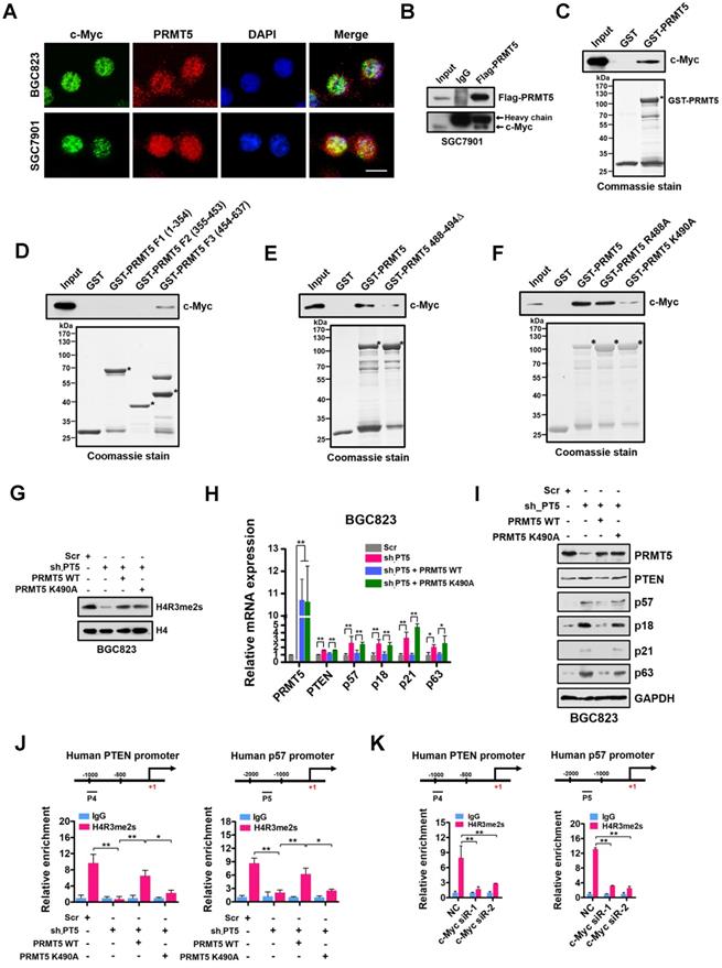 PRMT5-dependent transcriptional repression of c-Myc target genes ...