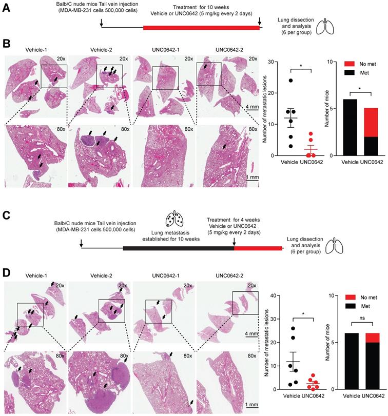 G9a-mediated repression of CDH10 in hypoxia enhances breast tumour cell ...
