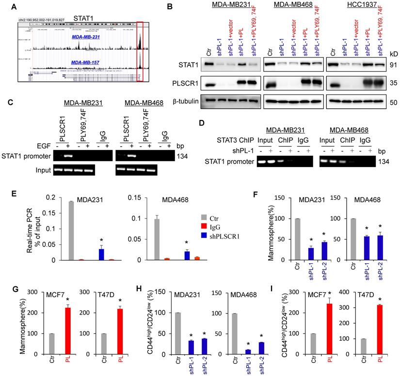 Nuclear translocation of PLSCR1 activates STAT1 signaling in basal-like ...