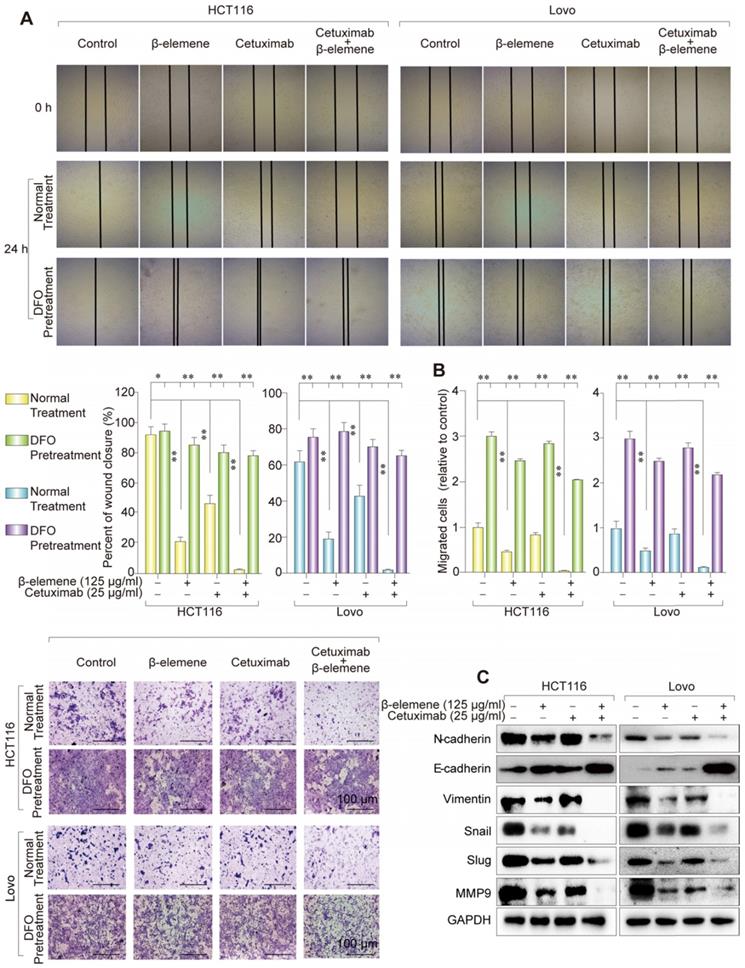 Combinative treatment of β-elemene and cetuximab is sensitive to KRAS ...
