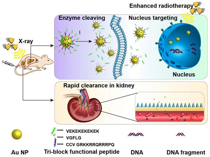 Tumor microenvironment-responsive multifunctional peptide coated ...